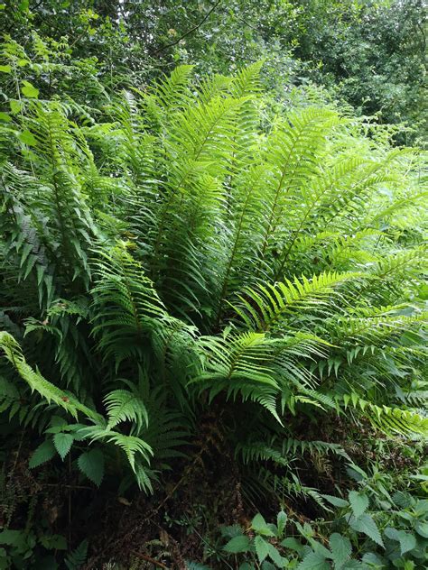 Integrating Acclimation Into The Noah Mp Model Progress Towards Better Climate Carbon