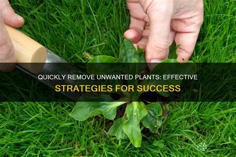 Quickly Remove Unwanted Plants Effective Strategies For Success Shuncy