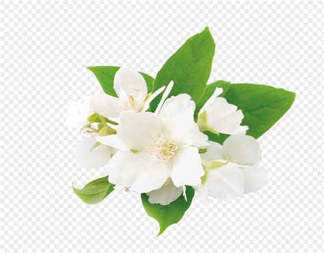 재스민 이미지 사진 400825499 무료 다운로드