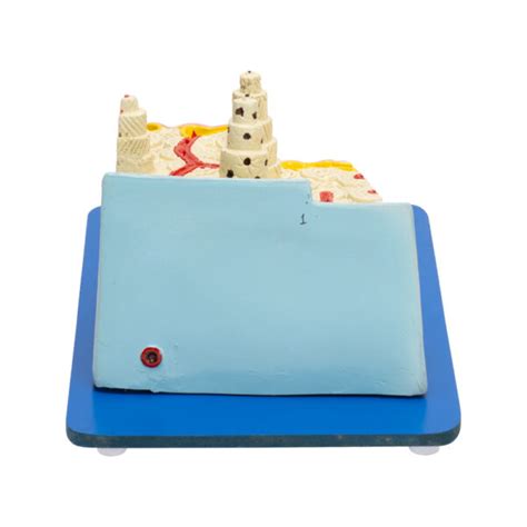 Bone Microstructure Scientific Lab Equipment Manufacturer And Supplier