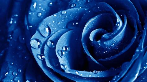 Download Royal Blue Rose Dew Drops Wallpaper