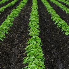 NITROGEN Vs CARBON NEW AND IMPORTANT INFORMATION Mesa Verde Humates