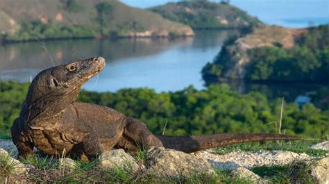 5 Wild Facts About Komodo Dragons That Prove Theyre Natures Ultimate