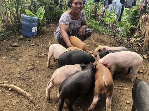 Meat Processing Livelihood For Women Farmers Globalgiving
