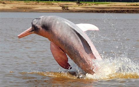 Toninas Del RÍo Orinoco