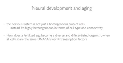 Psyc 371 Lecture 15 17 Neural Development Flashcards Quizlet