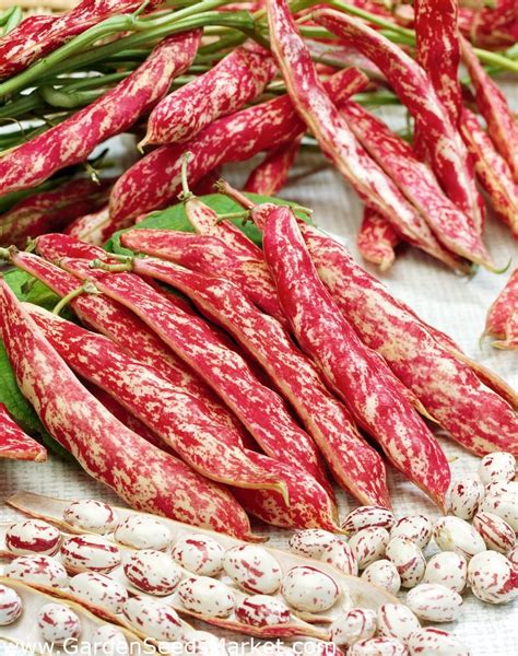 Semințe Dwarf Bean Borlotto Phaseolus Vulgaris 30 De Semințe