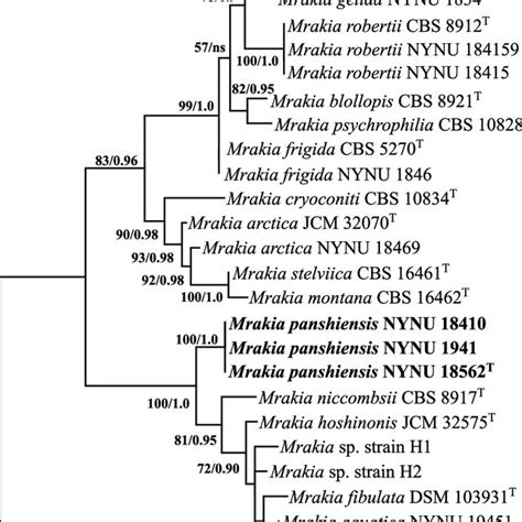 phylogram inferred from maximum likelihood analysis of the concatenated