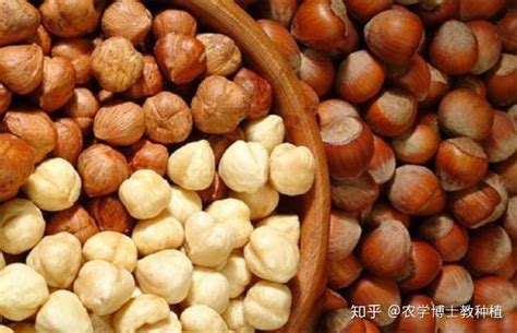 名贵坚果榛子如何人工种植？掌握生长发育规律，助力农户脱贫致富 知乎