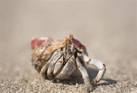 Hermit Crab There Are Up To 500 Species Of Hermit Crabs Stock Image