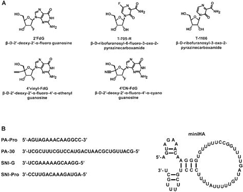 Chemical Structures Of Nucleotide Analogs A And Rna Oligonucleotides