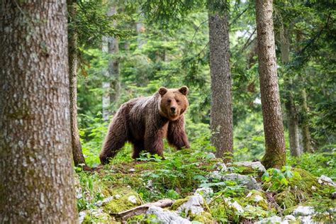 How To Draw A Bear In The Woods