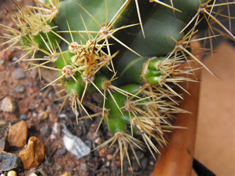 Official Cactus Porn Thread The Ethnobotanical Garden Shroomery Message Board