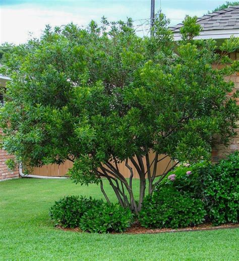 Wax Myrtle Wax Myrtle For Sale Plantingtree Myrtle Tree Privacy