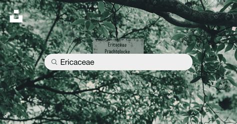 Imágenes De Ericaceae Descarga Imágenes Gratuitas En Unsplash