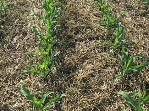 Corn Following Cereal Rye Practical Farmers Of Iowa