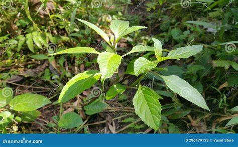 Beautiful And Simple Leaf Background Stock Image Image Of Line