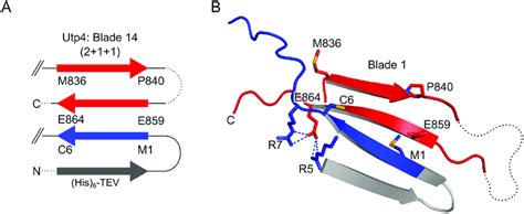uncommon velcro closure of the c terminal β propeller 2 a schematic