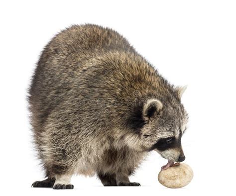 Mapache Procyon Iotor Situación Comiendo Un Huevo Aislado Foto De