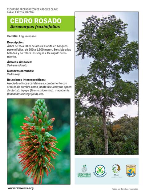 Acrocarpus Fraxinifolius Cedro Rosado Pdf Plantas Botánica