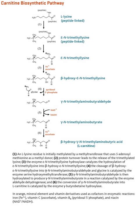 L Carnitine Functions Sources Uses Dosage And Side Effects