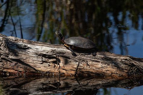 Swamp Photograph By John Beckman Fine Art America