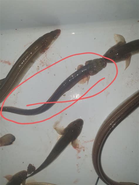 이 물고기 종류가 먼가요 지식in