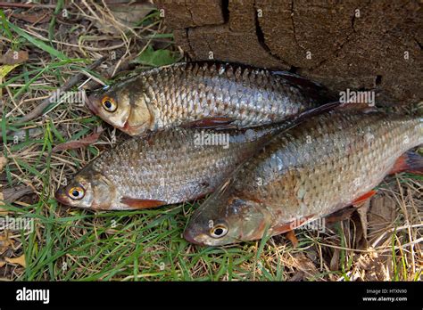 Freshwater Fish Just Taken From The Water Several Roach Fish On Green