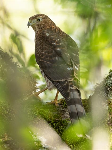Raptors Of Oregon The Intertwine