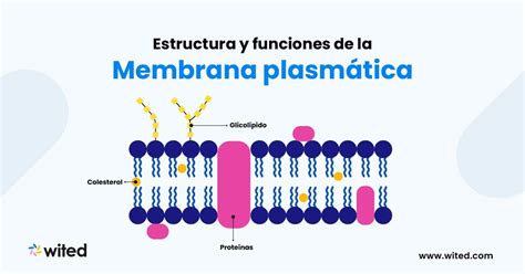 Membrana Plasmática Estructura Y Funciones