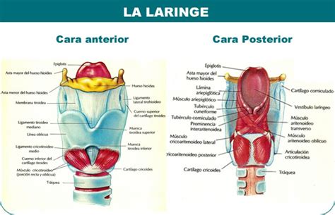 Muesca De Tiroides