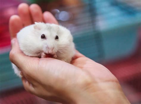 Hamster Breeds