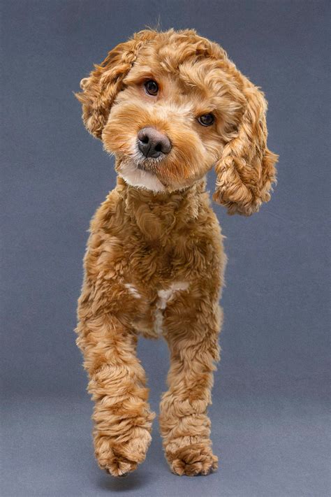 30 Dog Grooming Styles For Every Breed