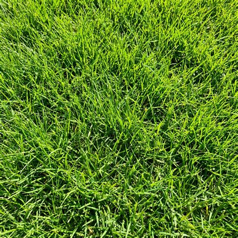 Zoysia Grass Seeds Zeon Type Lawn Grass Alternative Dense Turf For