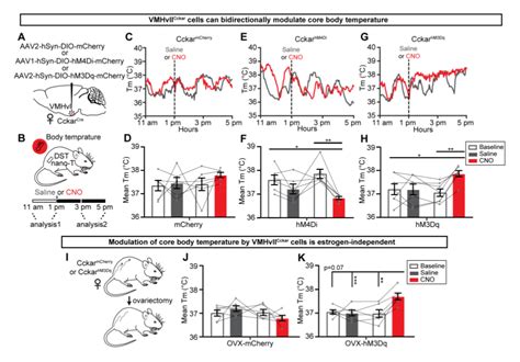 Ventrolateral Locus In The Hypothalamus Affects Sexual Behaviour And