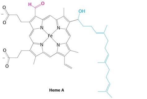 Oxidative Phosphorylation Flashcards Quizlet
