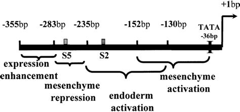 Schematic Representation Of The Cis Regulatory Elements In The Minimal