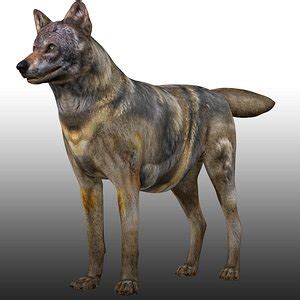 Gray Wolf Collada Models For Download Turbosquid