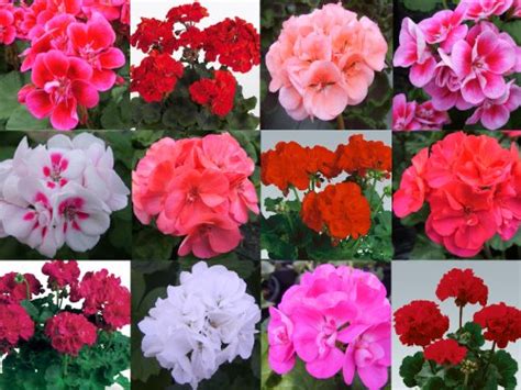10 Geranium Zonal Plug Plants Mixed Collection Philippines Ubuy