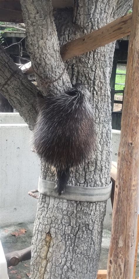 カナダヤマアラシの展示がはじまりました｜オフィシャルブログ｜東山動植物園