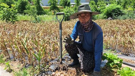 마늘 양파 수확~ 대박입니다 Youtube