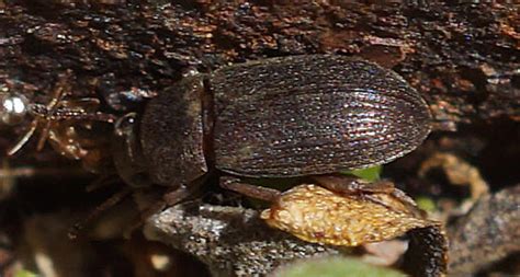 Blapstinus Bugguidenet
