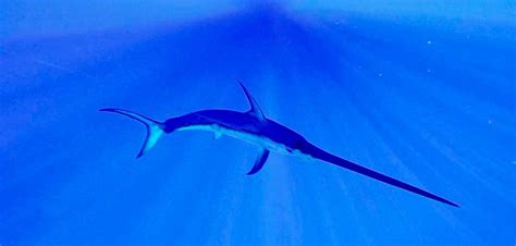 Species Profile Broadbill Swordfish Pelagic Fishing Gear