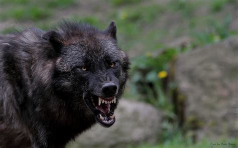 White Wolf Tails High Stand Tall And Snarl Fascinating Pictures Of