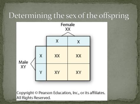 Genetics Chapter 11 1 11 2 11 3 And Chapter Ppt Download