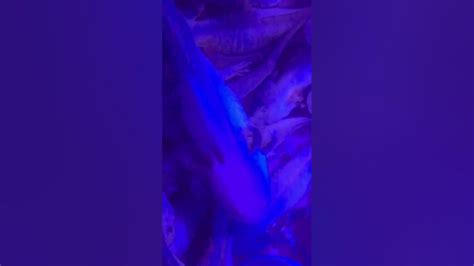 포켓몬우파 아홀로틀 멕시코도룡용 우파루파 Youtube