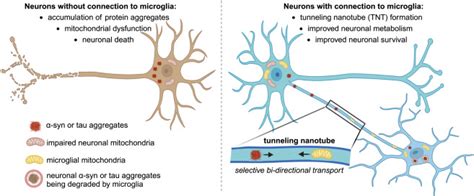 Protective Lifelines Tunneling Nanotubes Connect Neurons And Microglia Neuron
