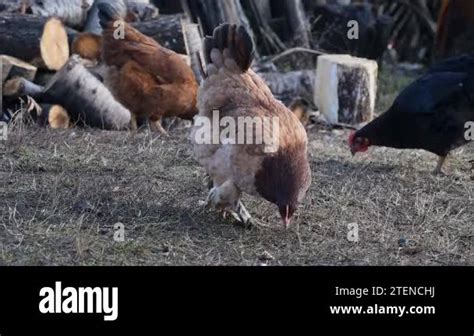 Hen Pecking The Grass Stock Videos And Footage Hd And 4k Video Clips