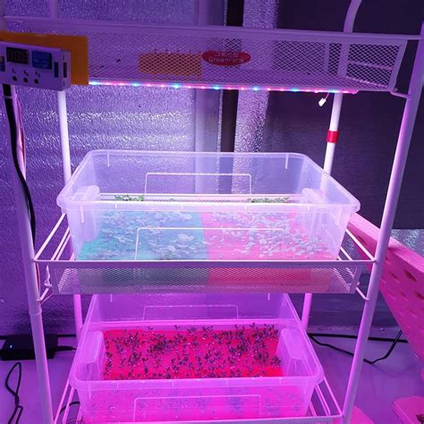 그로운팜 뿌리내림판 으로 식물조명이용 새싹재배 Ginsengsprout ㅡ새싹삼식물공장