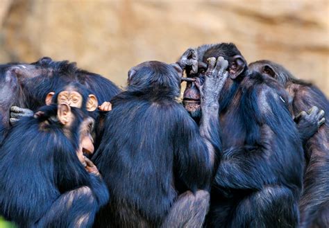Funny Chimpanzee Photos Download The Best Free Funny Chimpanzee Stock